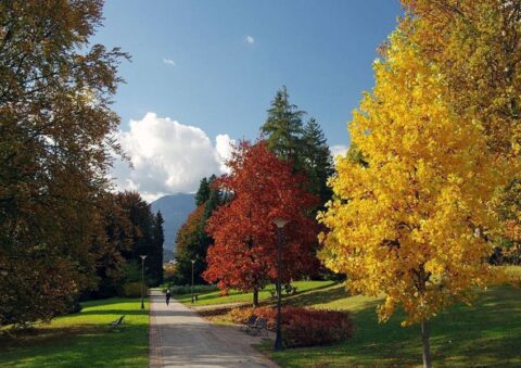 BAM the library of trees - Mondo del Giardino