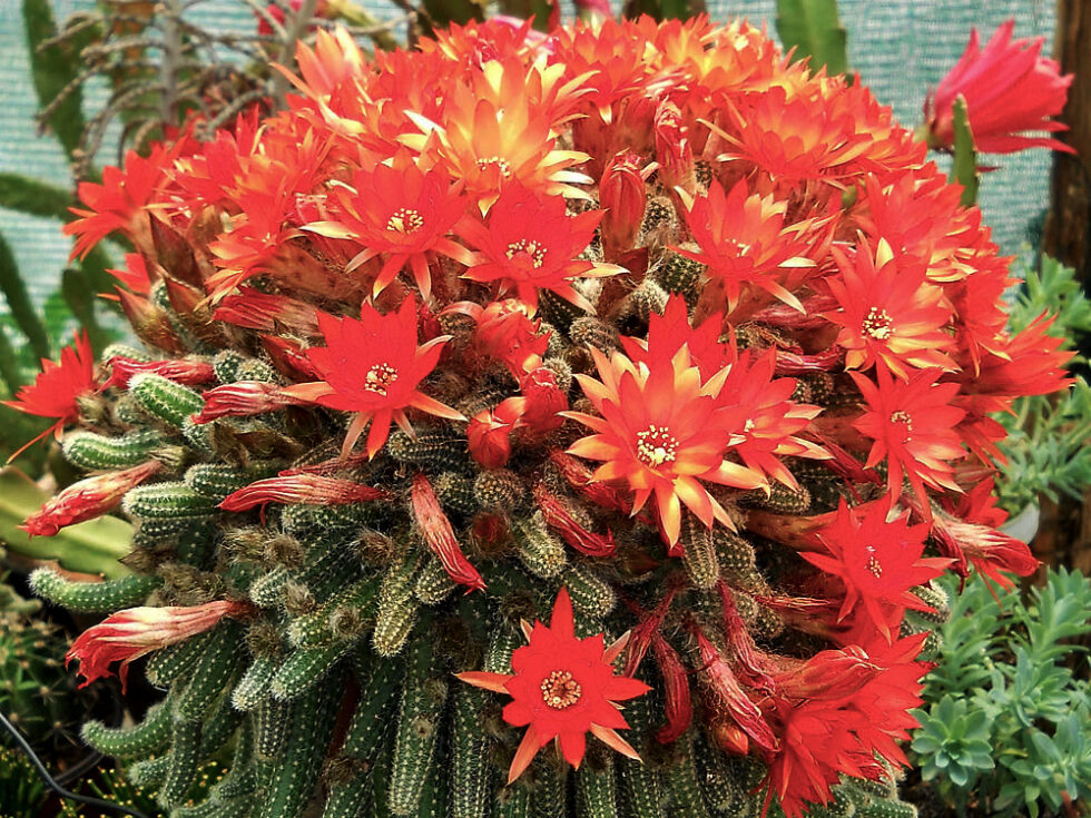 BAM the library of trees - Mondo del Giardino